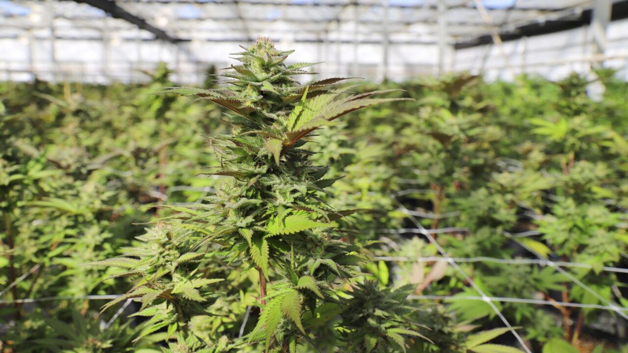 Weed and Water - Can water be used for marijuana cultivation in ...